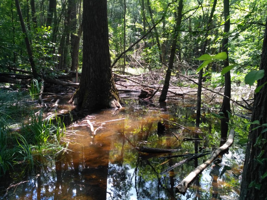 GEBL – Gelsenbekaempfung Leithaauen | Gelsenbekämpfung in den Leithaauen
